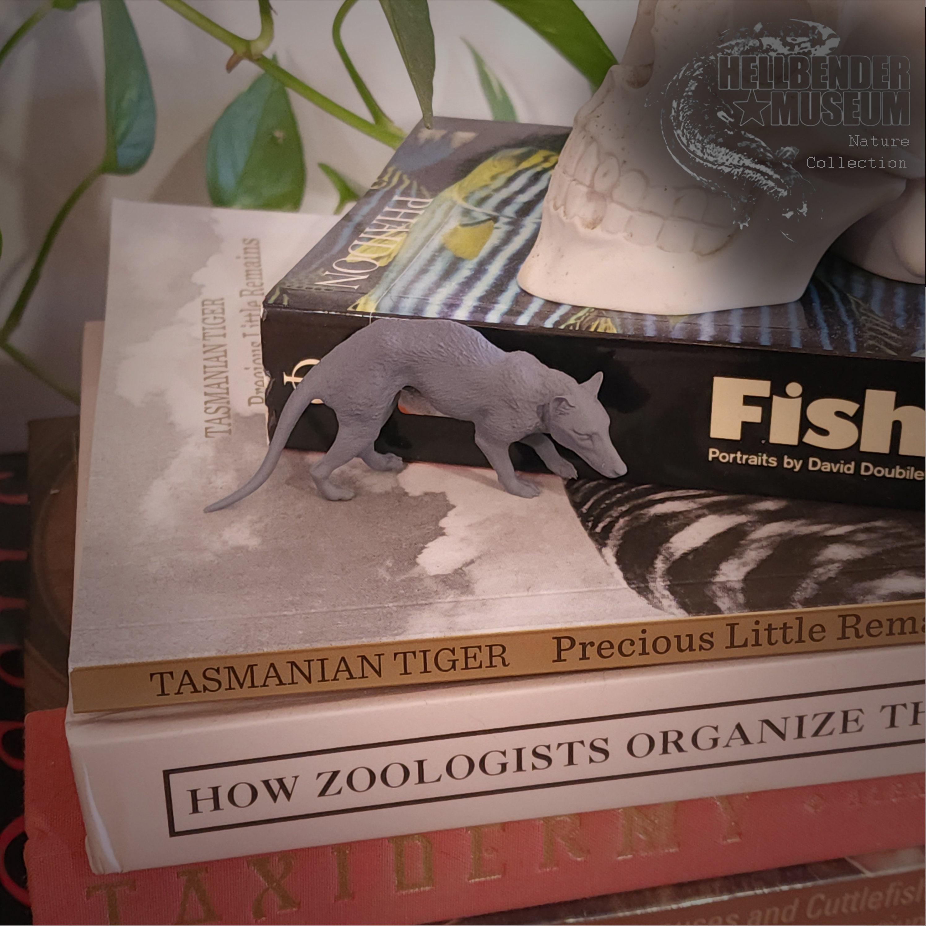 Thylacine tasmanian Tiger Thylacinus Cynocephalus Figure - Etsy