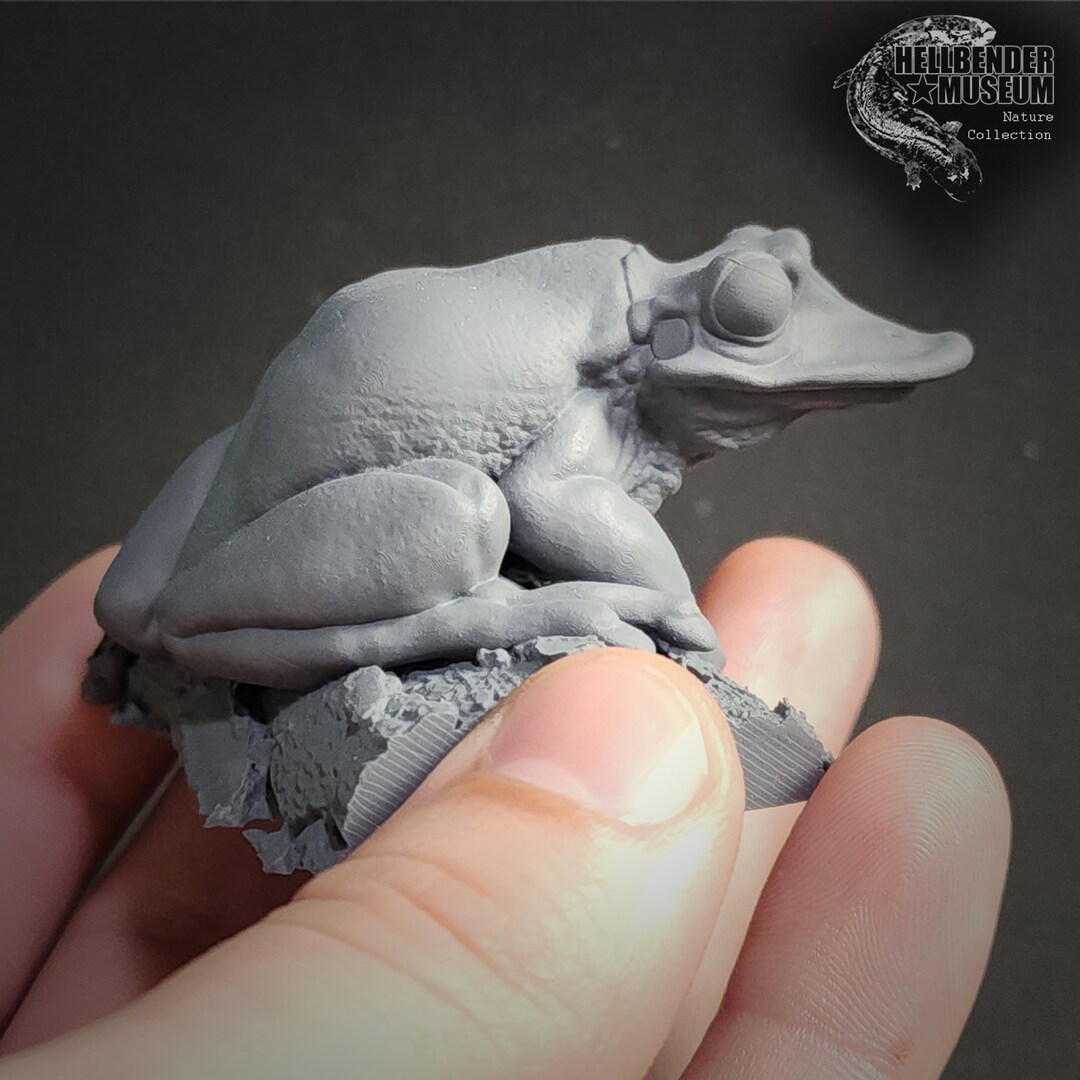 Yucatan Casque-headed Tree Frog triprion Petasatus Figure Life Size ...