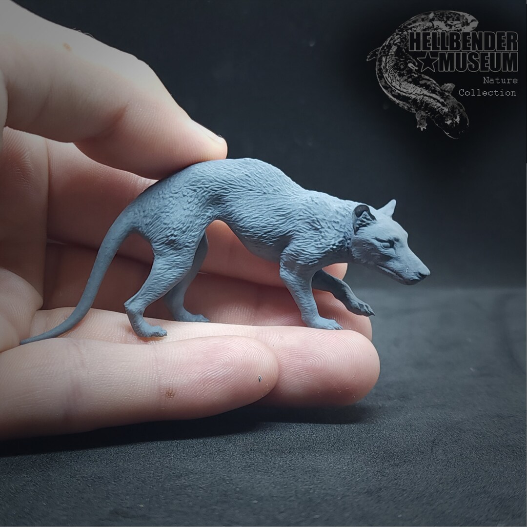 Thylacine tasmanian Tiger, Thylacinus Cynocephalus Figure Miniature ...