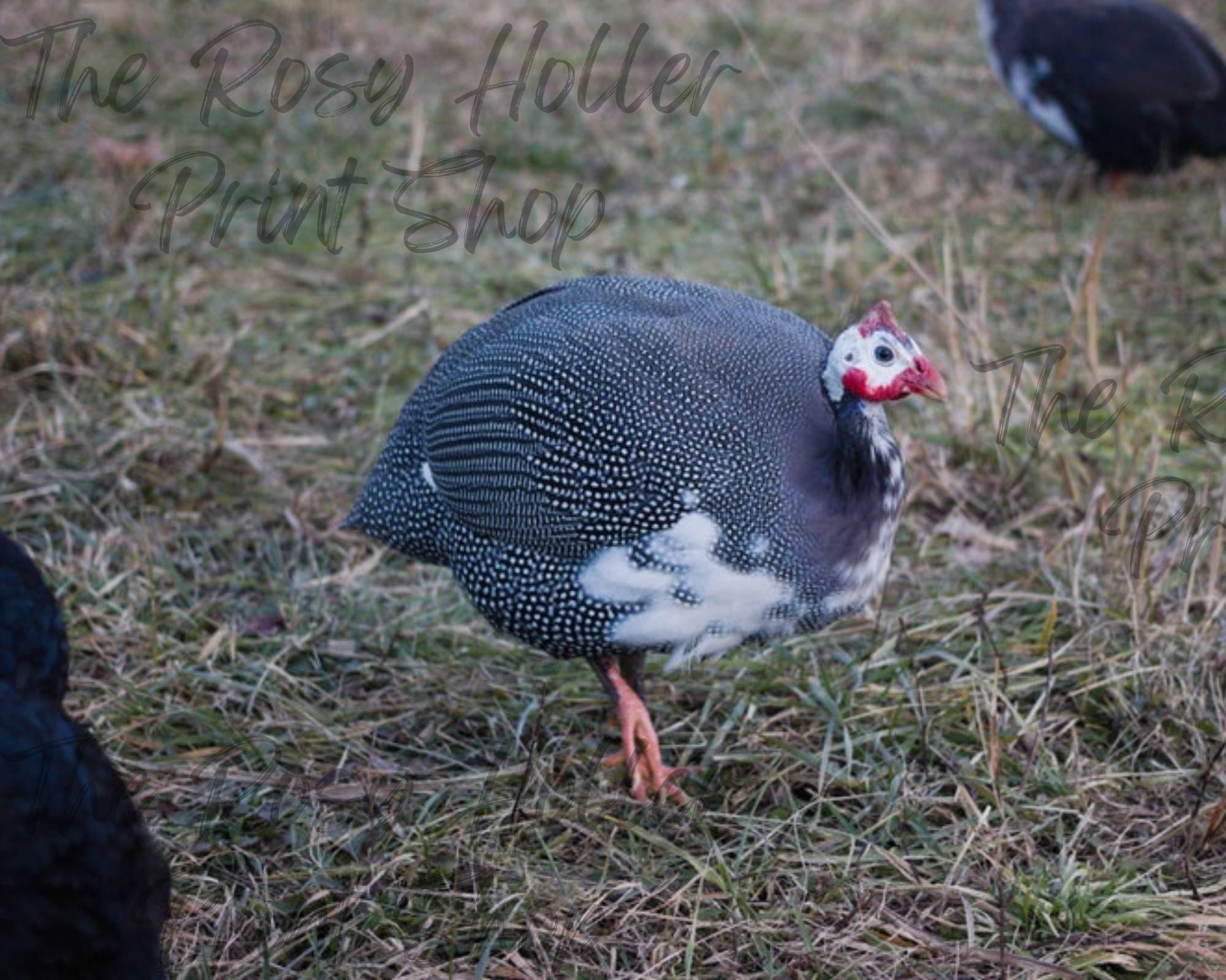 Coral Blue Guinea Fowl