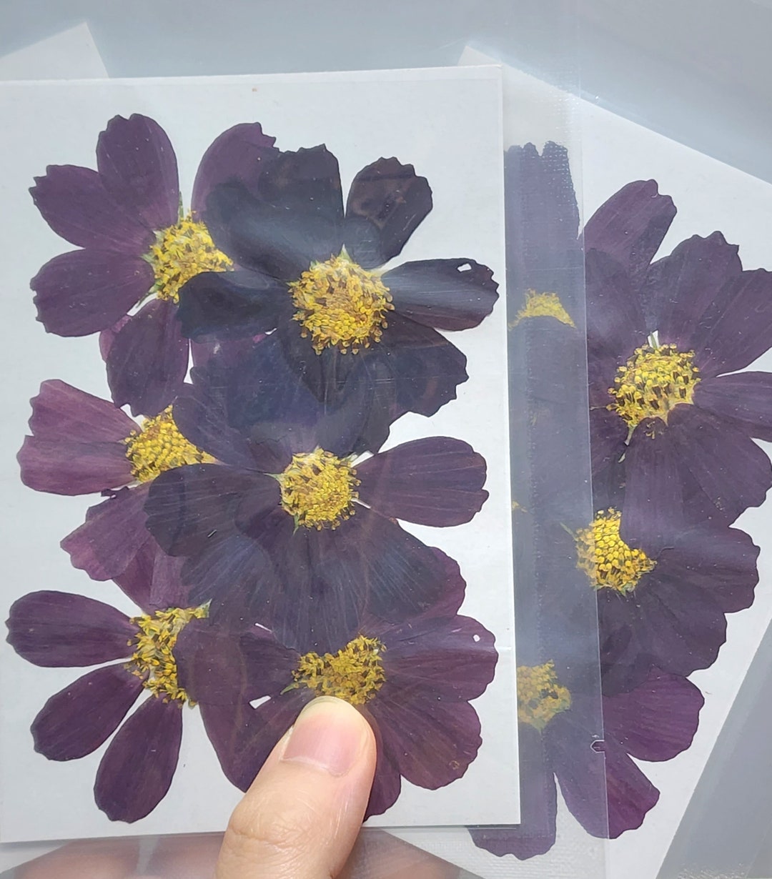 20 Pressed Cosmos Flowers; Pressed Dried Purple Cosmos Flower; Pressed ...