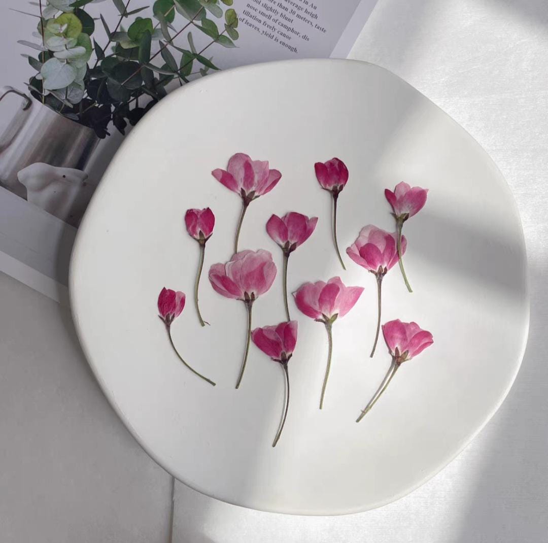 20 Pressed Begonia Flower,pressed Dried Begonia;pressed Begonia Apple ...