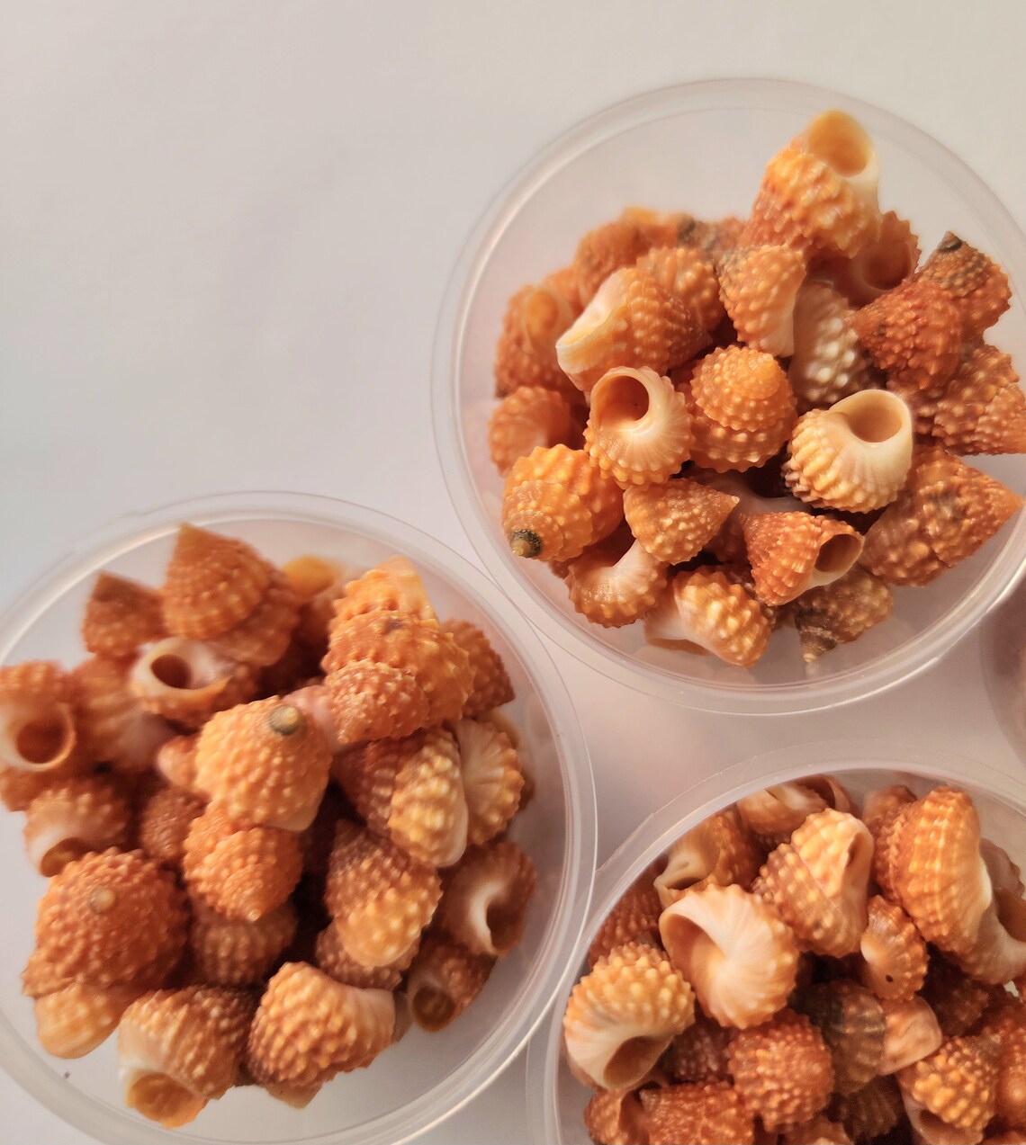 Apricot Strawberry Cumingi Shellsnautical Crafts Apricot Spiral Top ...