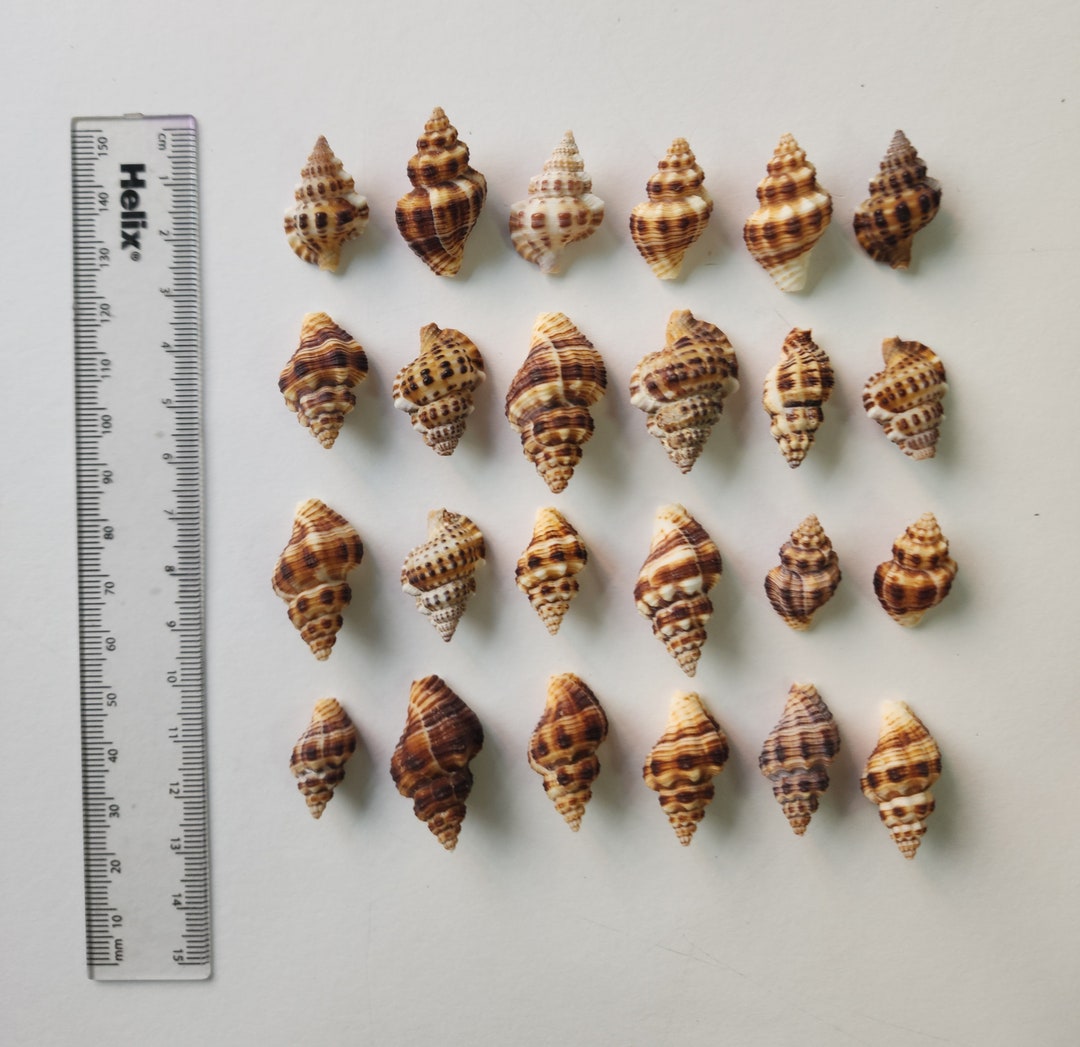 Sea Shells, 50 Small Mini Shells, Natural Shells, Shells, Shells ...