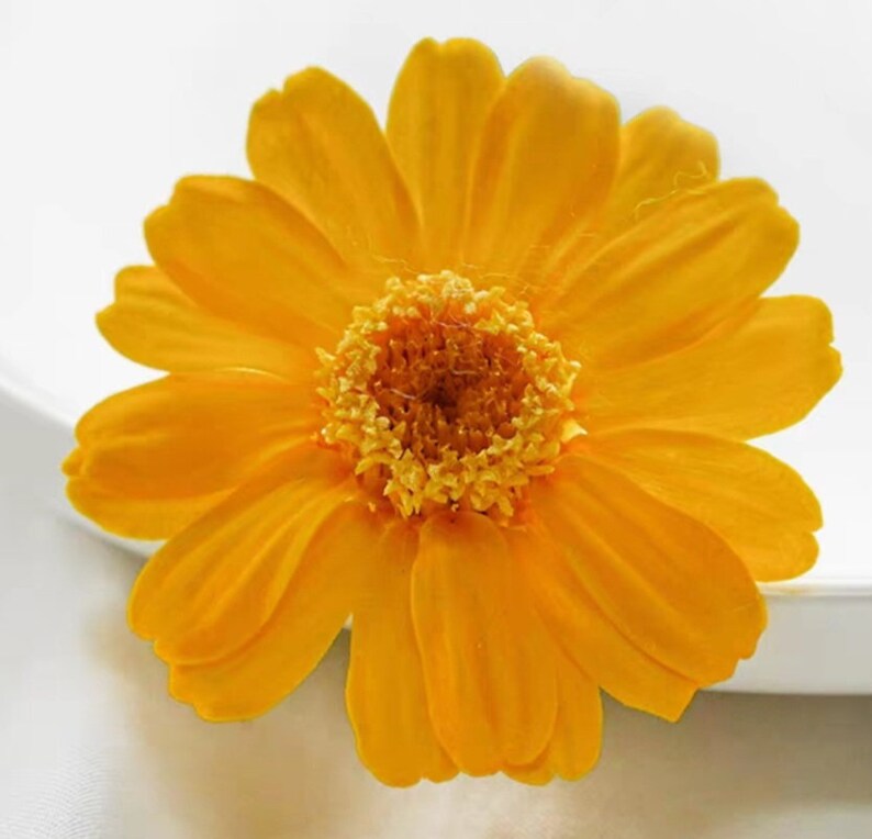 Preserved Daisy/ Preserved Zinnia/ Preserved Flower/ Preserved Gerbera ...