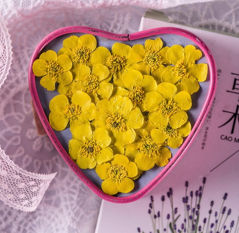 20 Pressed Dried Yellow Ranunculus/buttercup Flowers;ranunculus ...