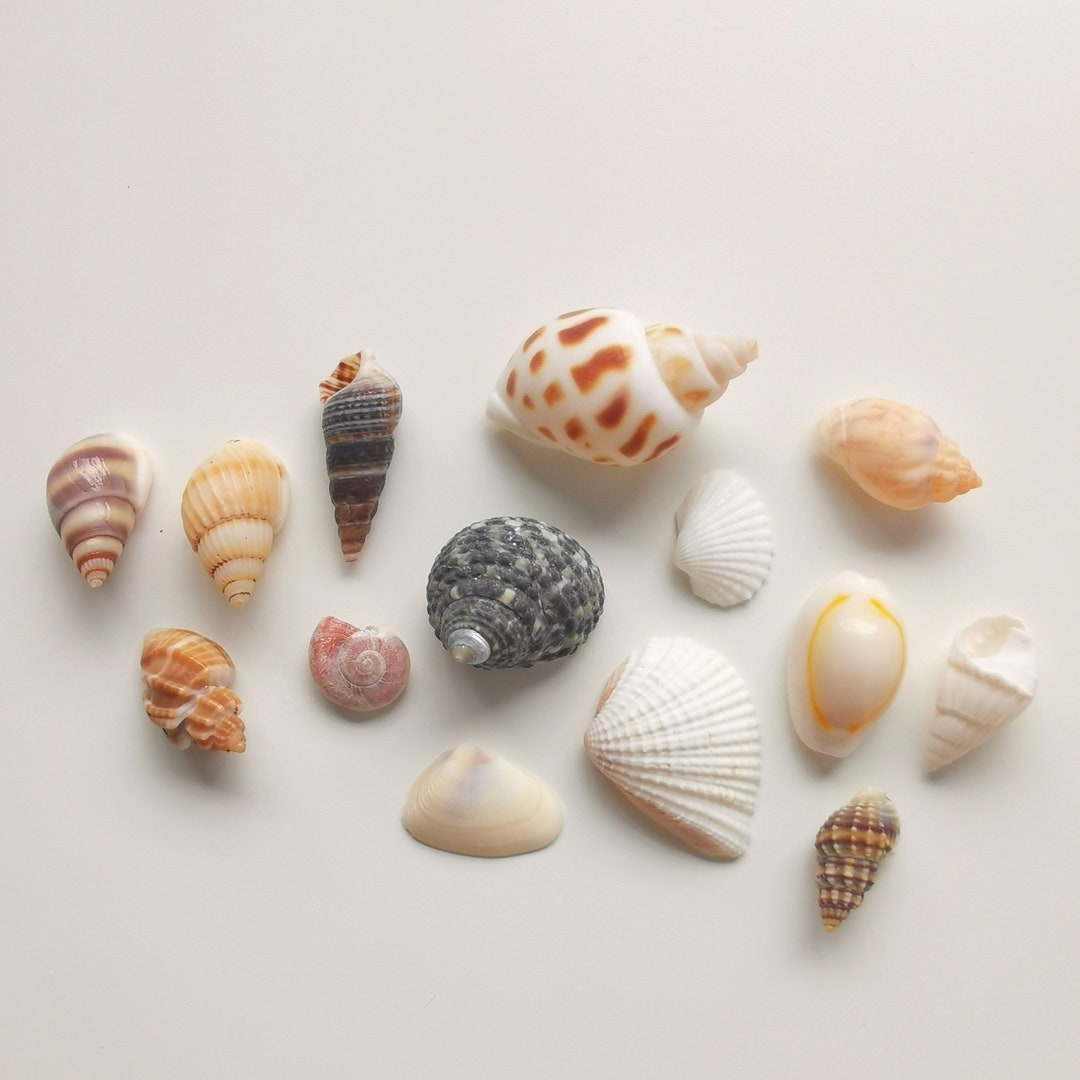 36 Small Seashells Spiral Seashells Small Natural Shells Beach Shells ...