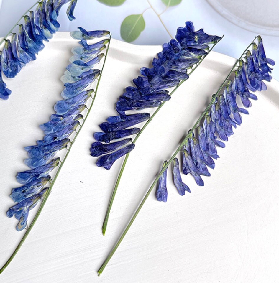Pressed Blue Whistle Flowers Pressed Dried Blue Flowers - Etsy
