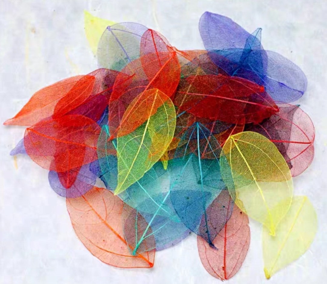 Skeleton Leaf Dried Leaves Natural Skeleton Leaves Leaves for Crafts ...