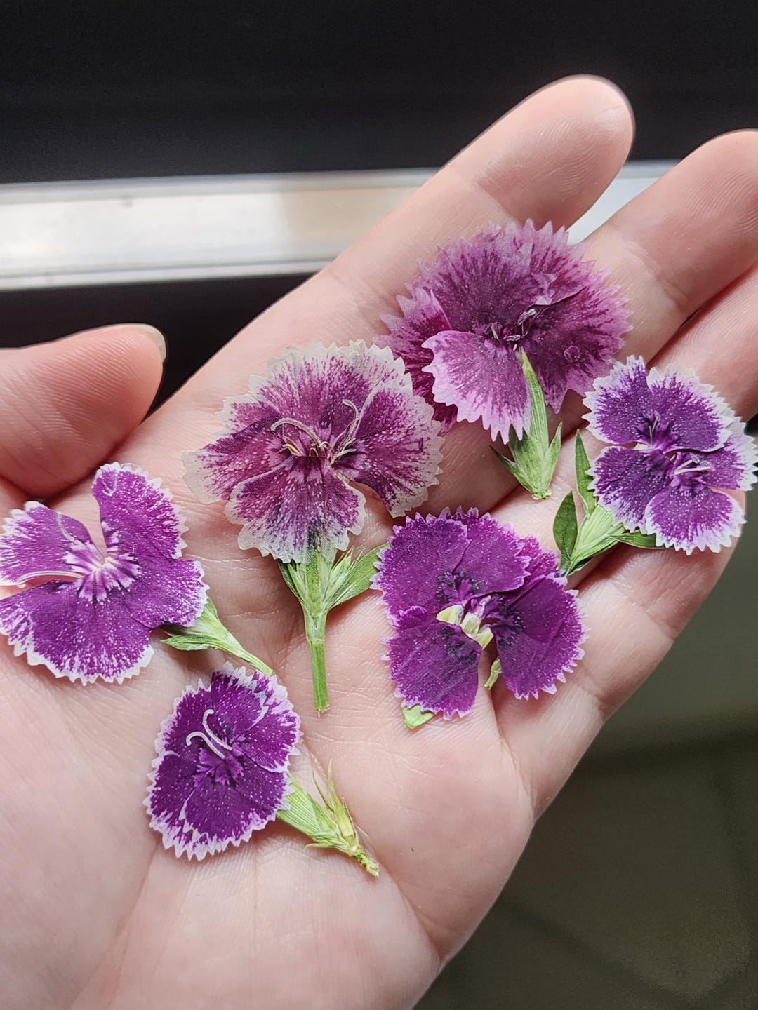 20 Pressed Acacia Flower;pressed Pink Flower;pressed Purple Flowers ...