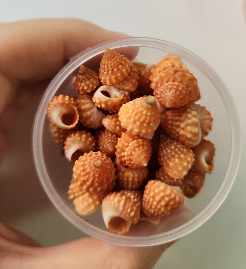 Apricot Strawberry Cumingi Shellsnautical Crafts Apricot Spiral Top ...