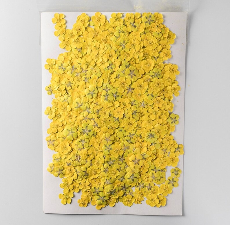 20 Pressed Dried Yellow Ranunculus/buttercup Flowers;ranunculus ...