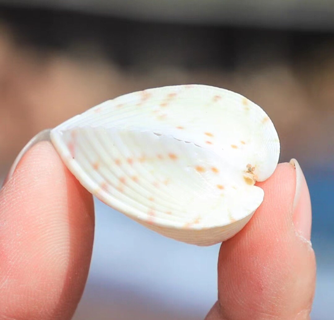 5 Heart Cockle Cockle Shells Nautical Shellscardium Carissa Shells ...