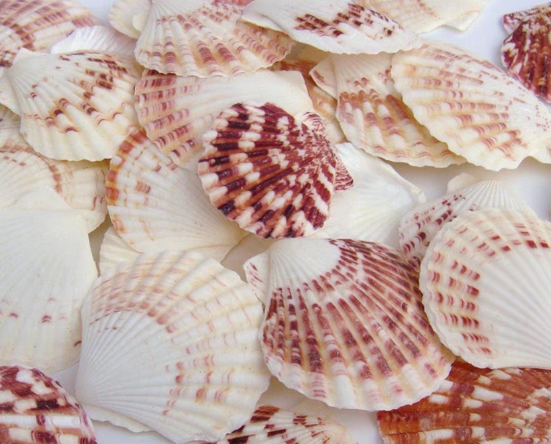 20 Calico Pectin Shells,pink Shells,nautical Decor, Mexican Shells ...