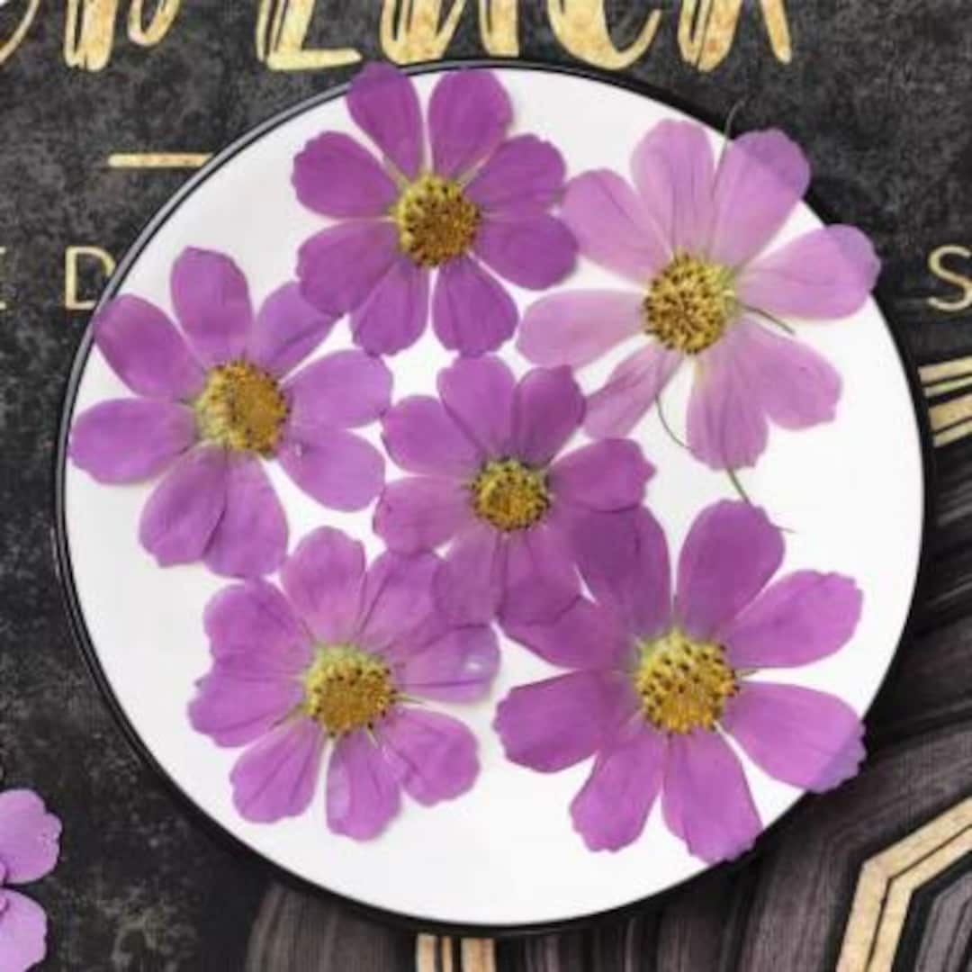 20 Pressed Cosmos Flowers; Pressed Dried Purple Cosmos Flower; Pressed ...