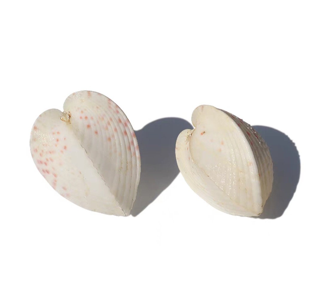 5 Heart Cockle Cockle Shells Nautical Shellscardium Carissa Shells ...