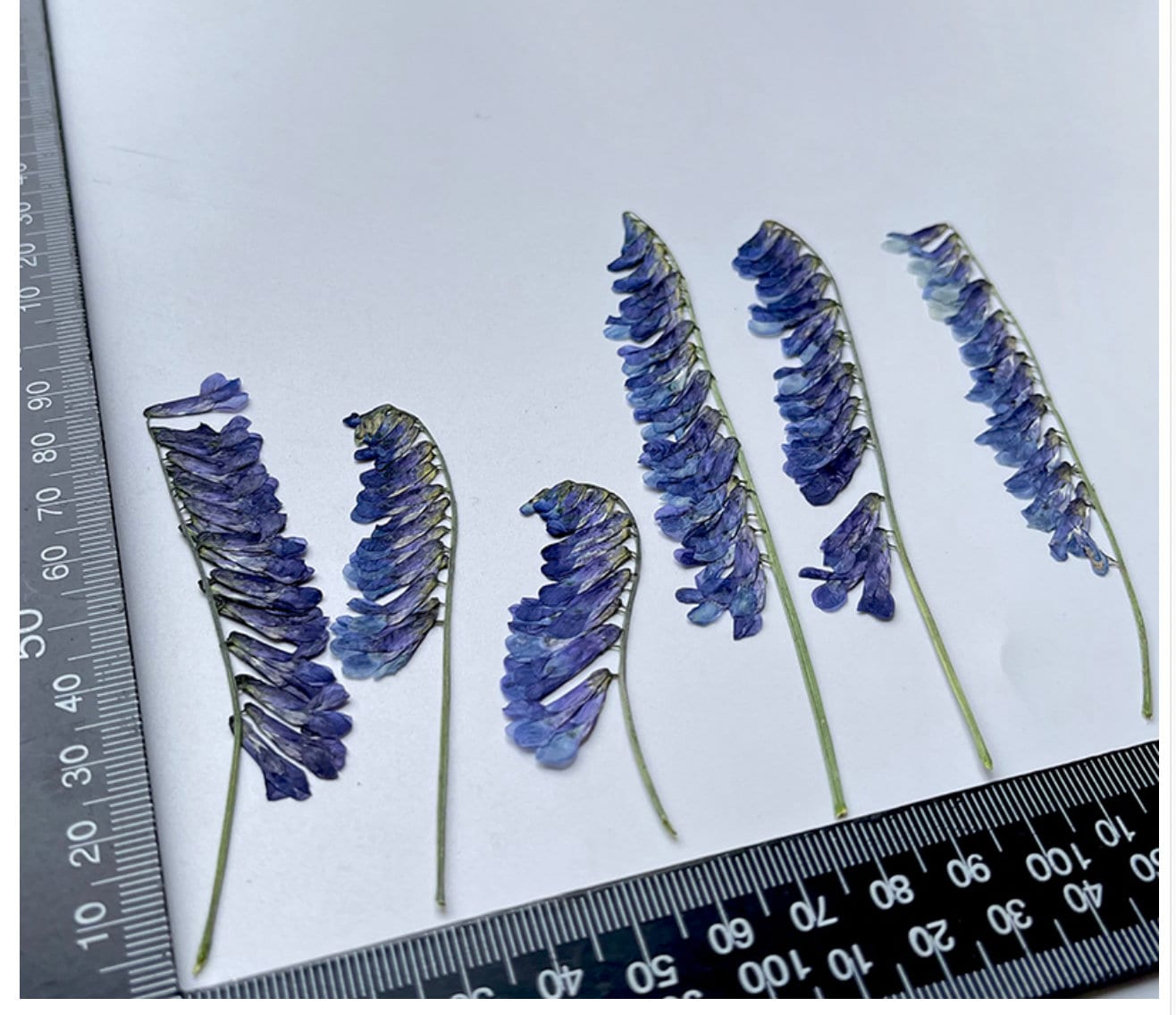 Pressed Blue Whistle Flowers Pressed Dried Blue Flowers - Etsy