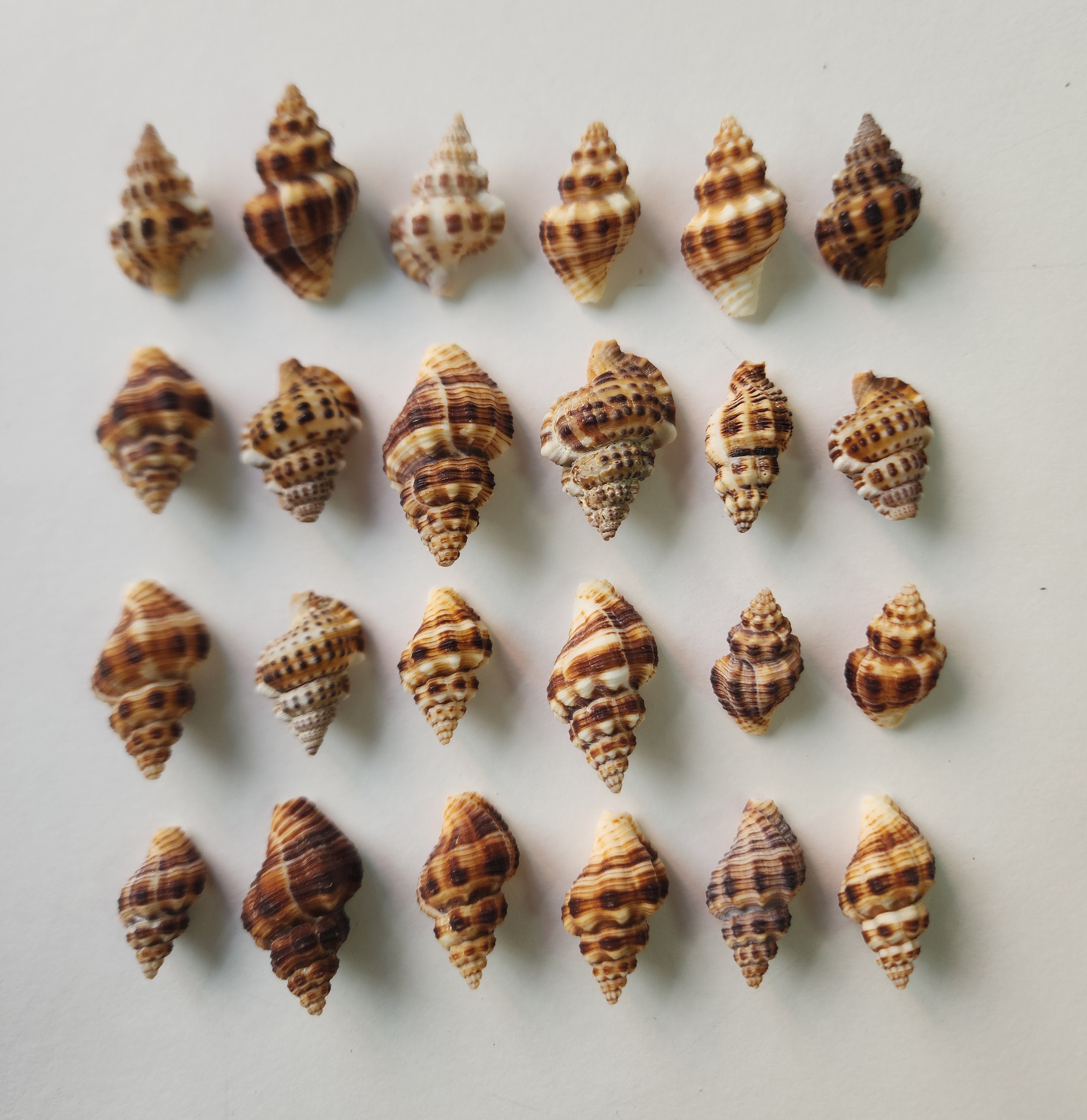 Sea Shells, 50 Small Mini Shells, Natural Shells, Shells, Shells ...