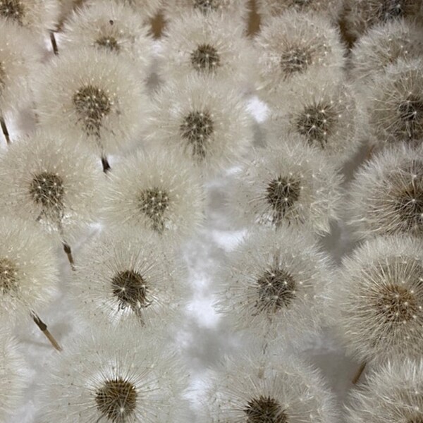 Dandelion in Resin - Etsy