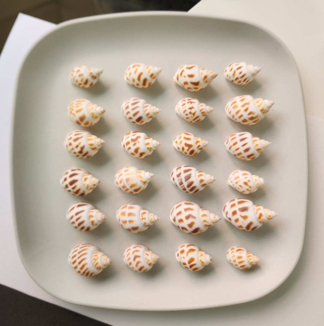 Babylonia Areolata Shells, Hermit Crab Shells ,small Mini Shells ...