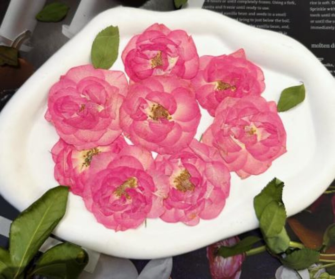6 Pressed Roses;pressed Dried Rose;pressed Pink Rose Flowers for Resin ...