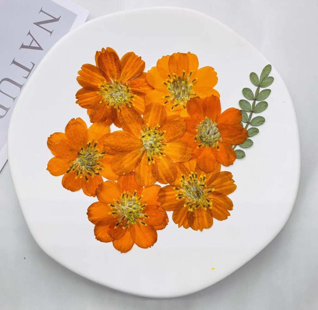 20 Pressed Cosmos Flowers; Pressed Dried Yellow Cosmos Flower; Pressed ...