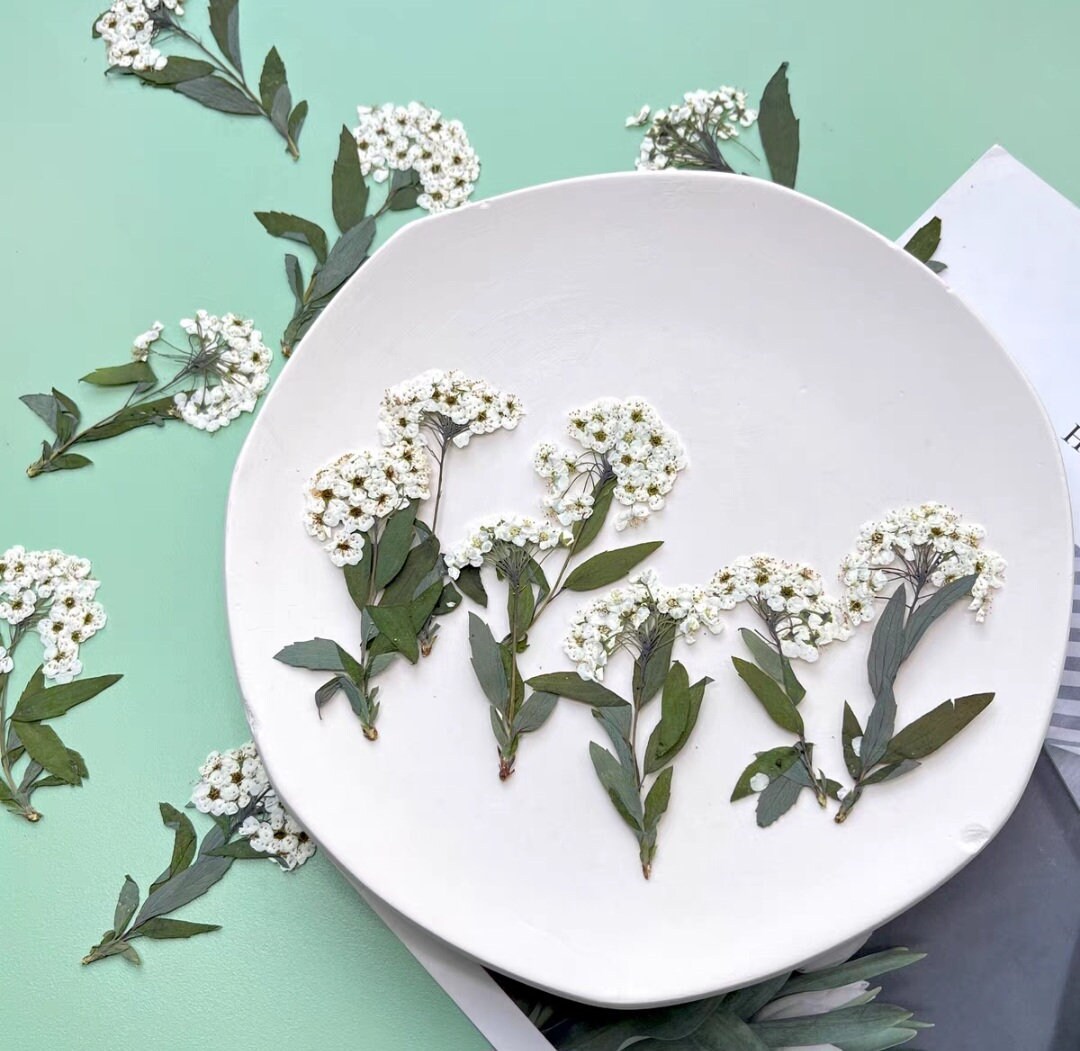 Pressed Narcissus Pressed Small Flowers Pressed White Narcissus Pressed ...