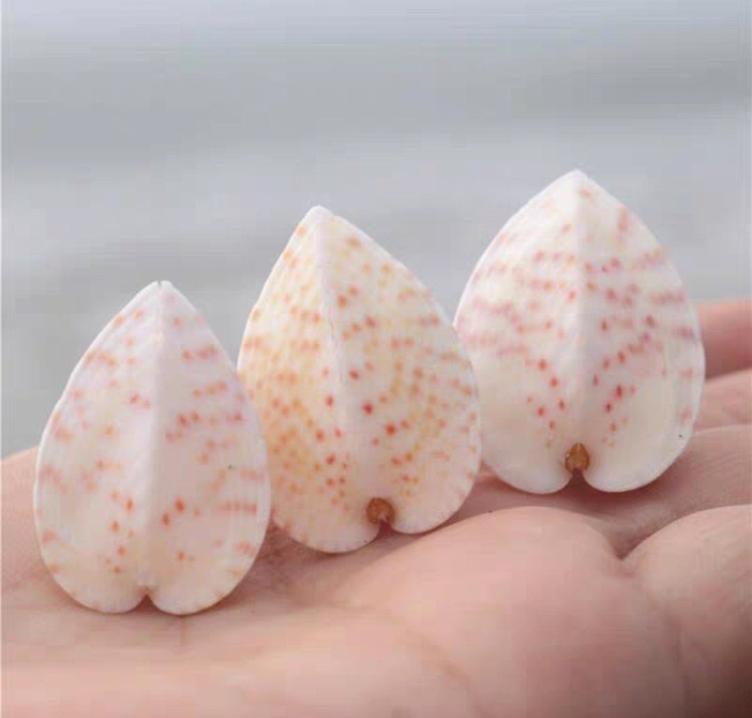 5 Heart Cockle Cockle Shells Nautical Shellscardium Carissa Shells ...