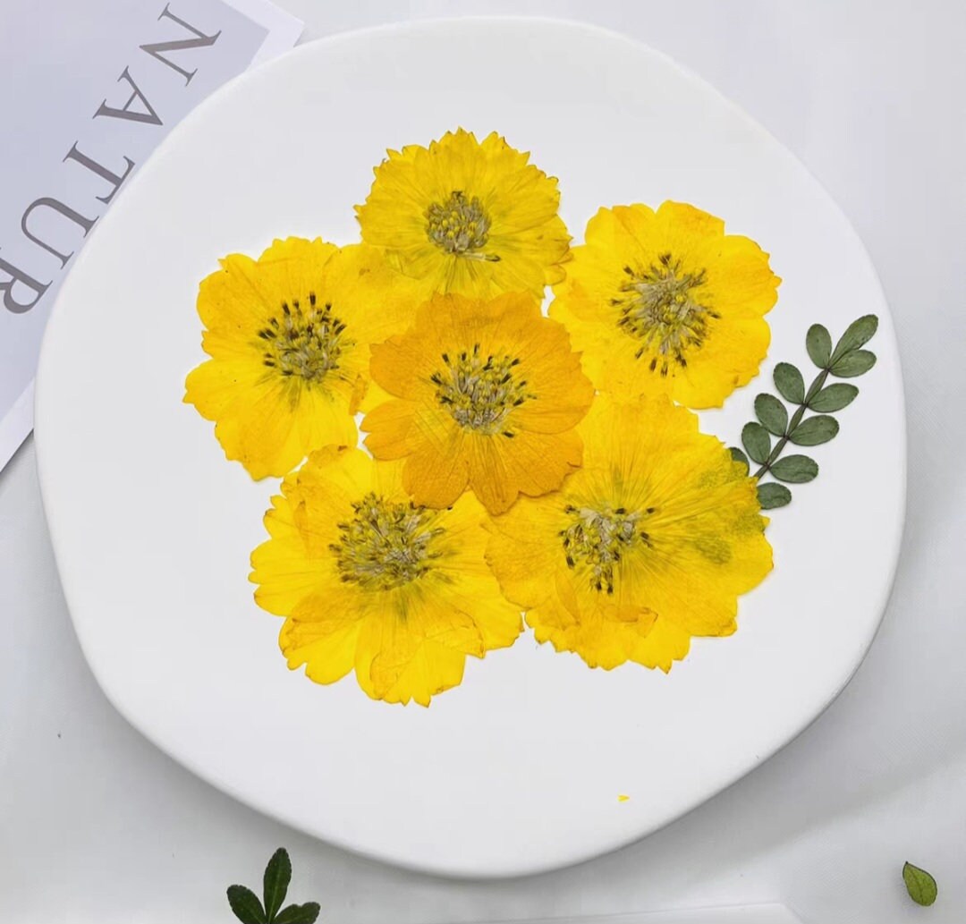 20 Pressed Cosmos Flowers; Pressed Dried Yellow Cosmos Flower; Pressed ...