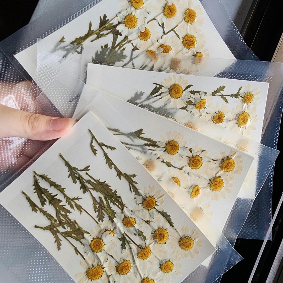 20 Pressed Daisy;pressed Daisy White Flowers;pressed Chamomile Flower ...