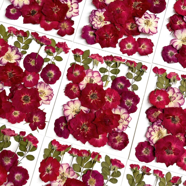 Pressed Red Roses - Etsy