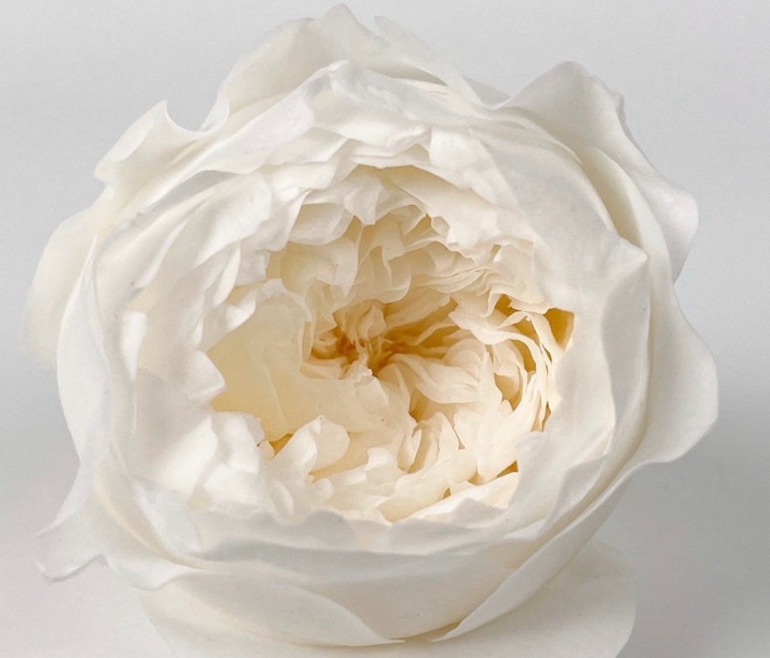 4-5cm Preserved Rosepreserved White Roseeverlasting Roseeverlasting ...