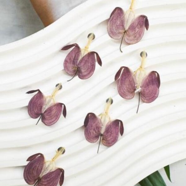 Bleeding Heart Plant - Etsy