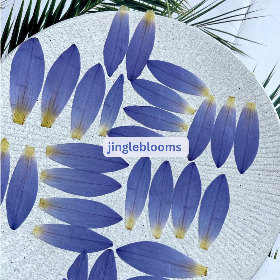 12 Pressed Lotus Flowers; Pressed Dried Lotus Flowers;pressed Lotus ...