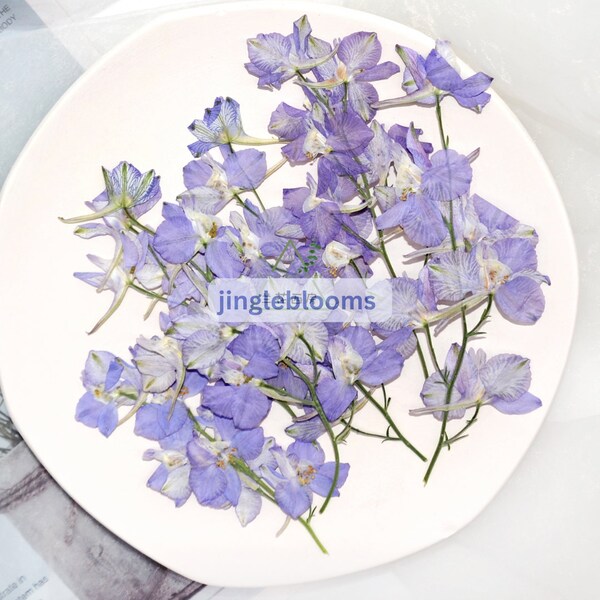 Pink Larkspur - Etsy