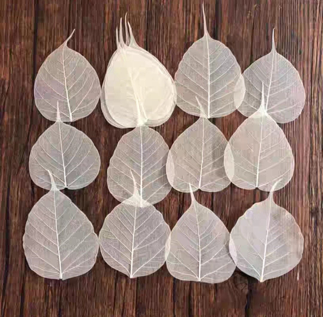 Skeleton Leaf Dried Leaves Natural Skeleton Leaves Leaves for Crafts ...