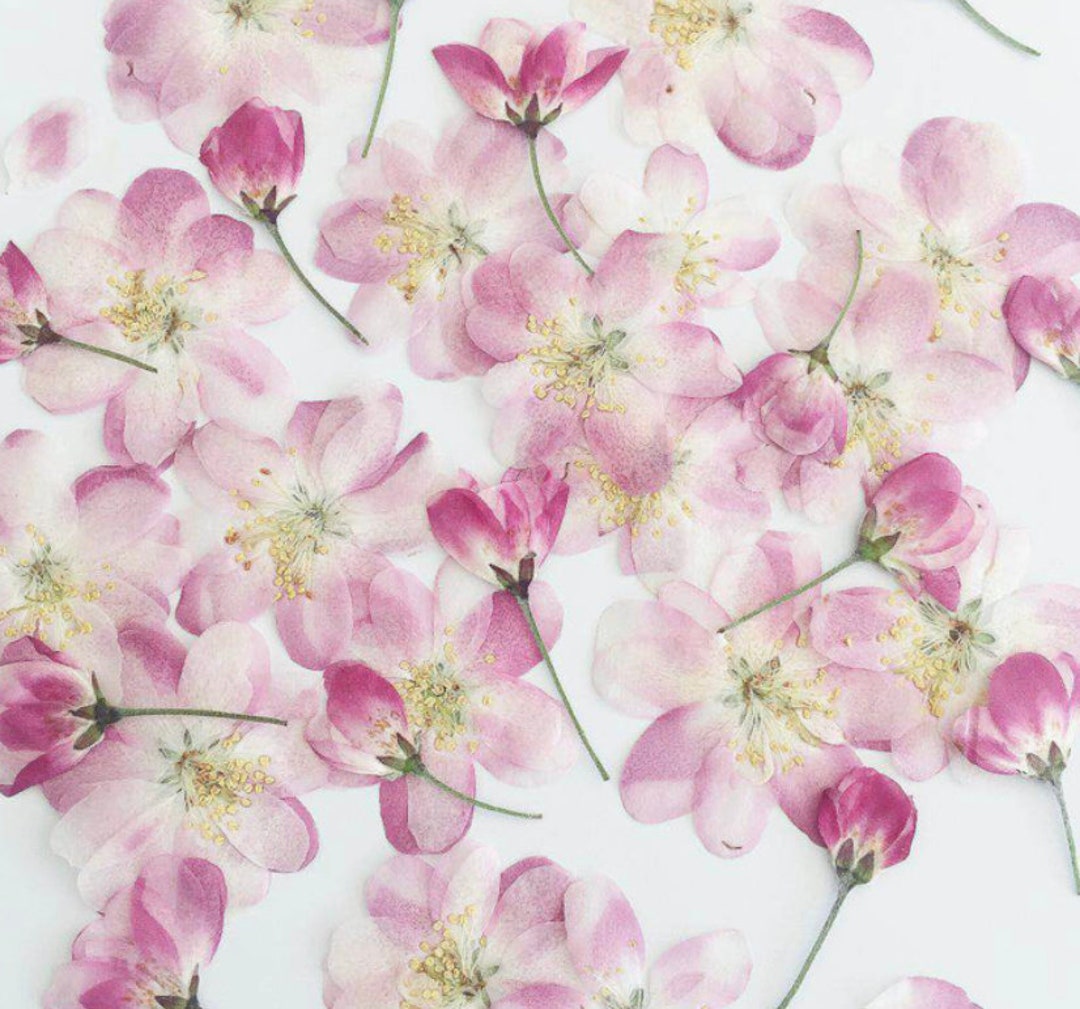 20 Pressed Begonia Flower,pressed Dried Begonia;pressed Begonia Apple ...
