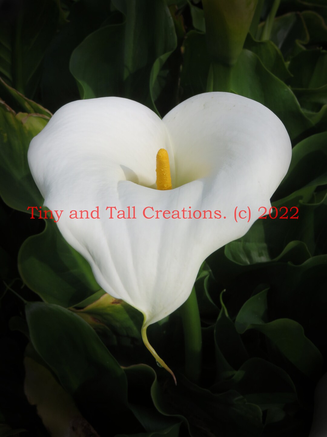 A4 High Resolution Nature Photographs Flowers - Etsy