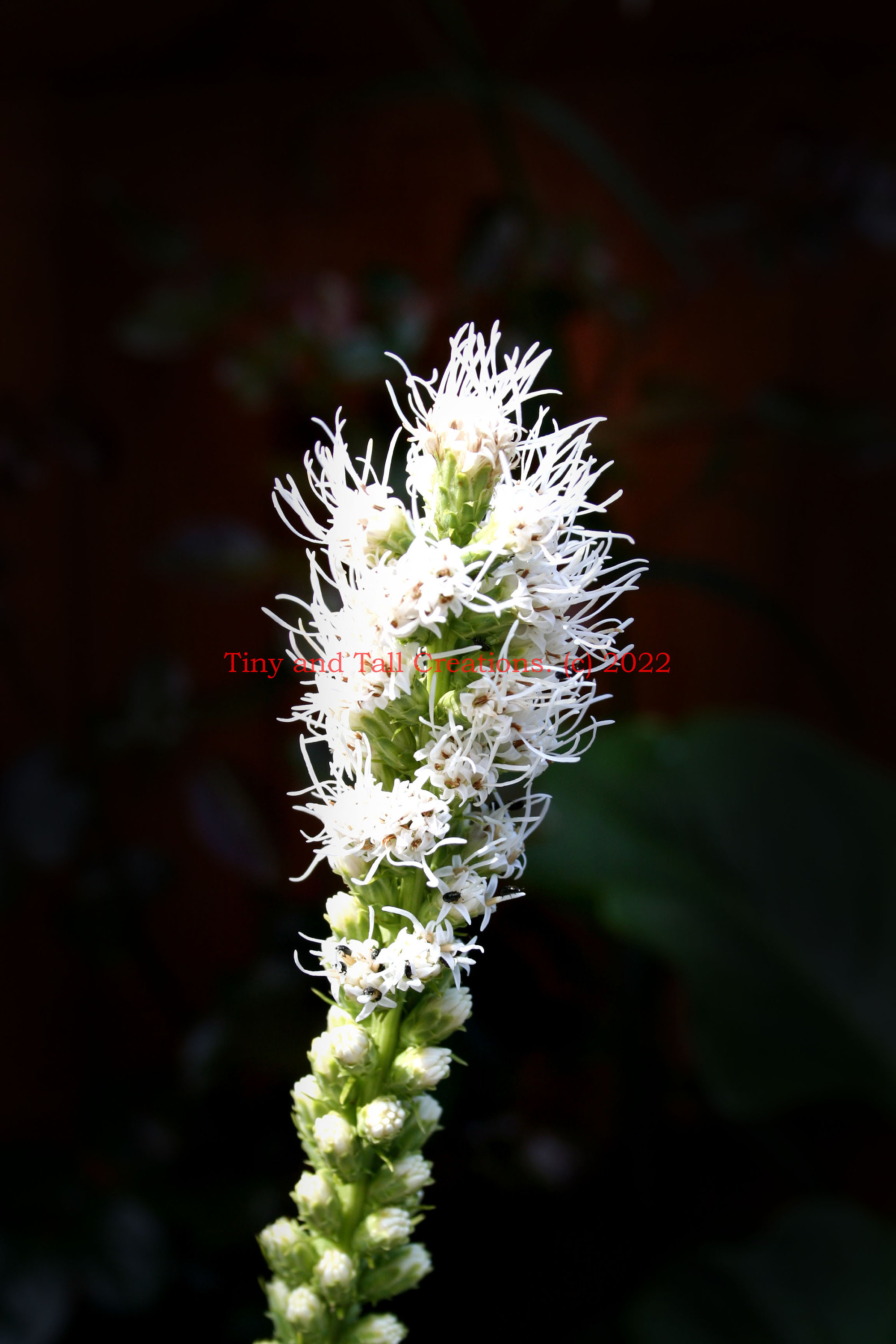A4 High Resolution Nature Photographs Flowers - Etsy
