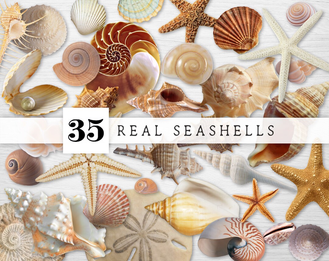 Printable Sea Shell Clipart, Real Seashells PNG Files, Seashell Clipart, Seashell Digital ...