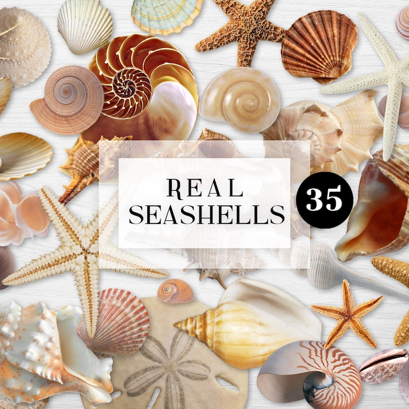 Real Seashells - Etsy