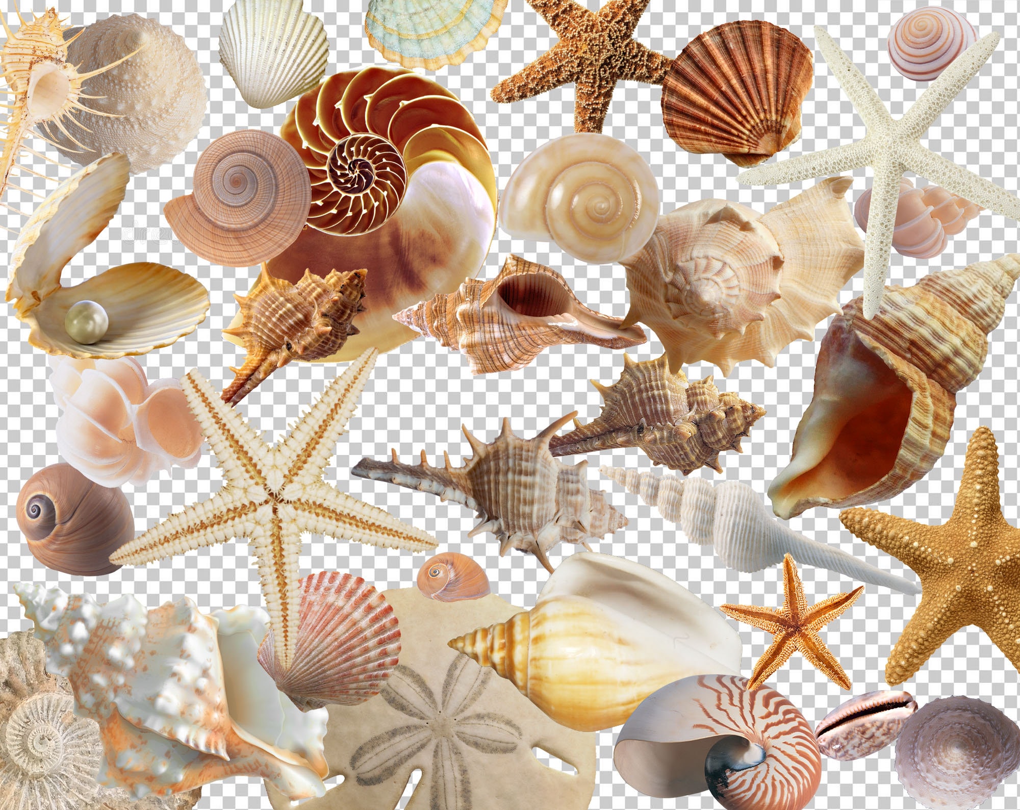 Printable Sea Shell Clipart Real Seashells PNG Files - Etsy Australia