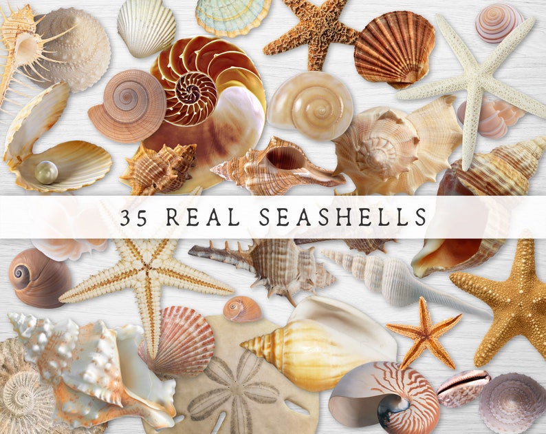 Printable Sea Shell Clipart Real Seashells PNG Files - Etsy
