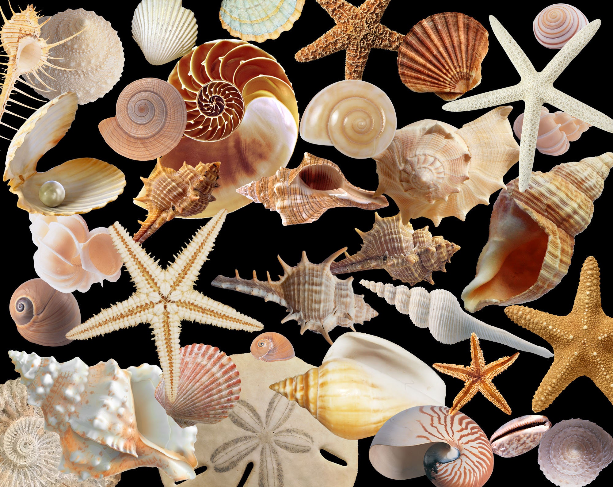 Printable Sea Shell Clipart Real Seashells PNG Files - Etsy Australia