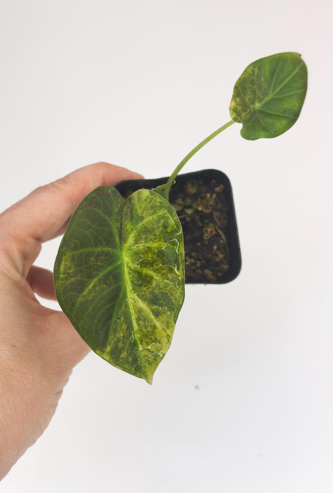 Alocasia Regal Shield Aurea Variegated Exact, US Seller, Rare ...