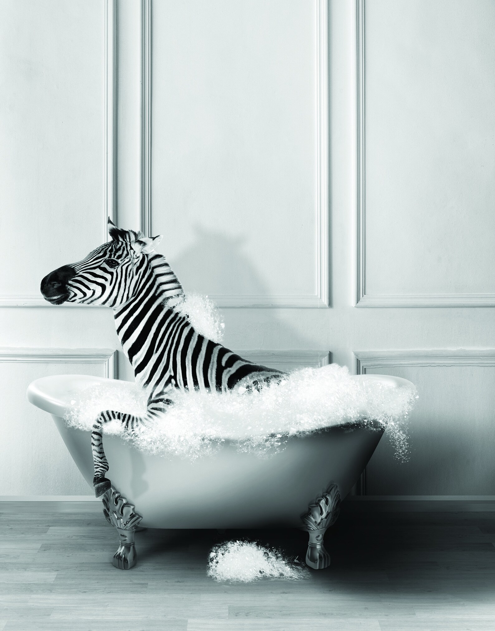 Zebra Digital Art Print, Zebra Taking Shower in Bath Tub, Wall Decor ...