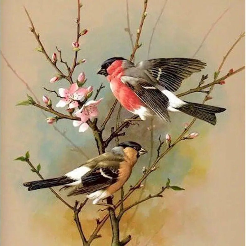 Spring is Here Wild Birds Acrylic Paint by Numbers Kit on Canvas - Etsy