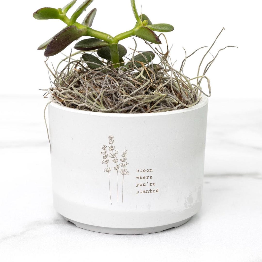 Bloom Where You're Planted, New Job Gift Desk Plant, New Job Gift for Women, Moving Gift Idea ...