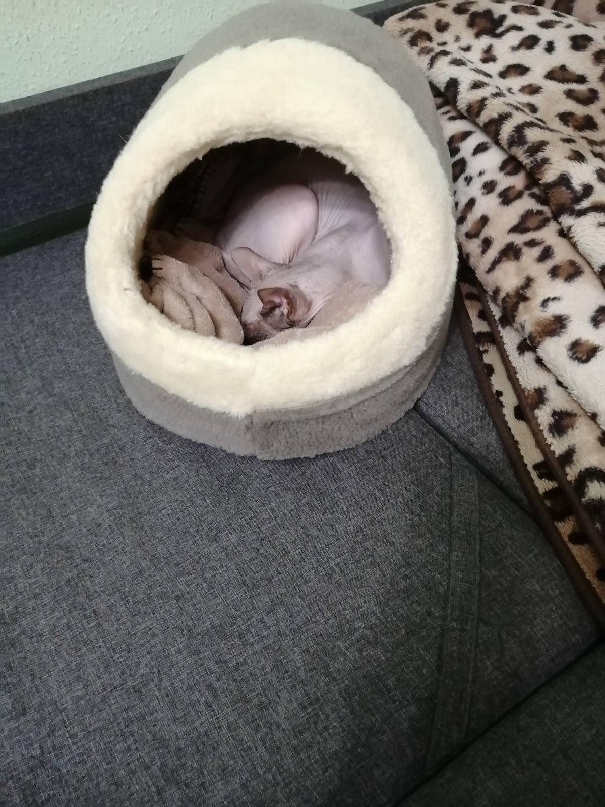 Warm Cat House, Soft Pet Cave, Cozy Sleep Bed for Small Dog, Sphinx ...