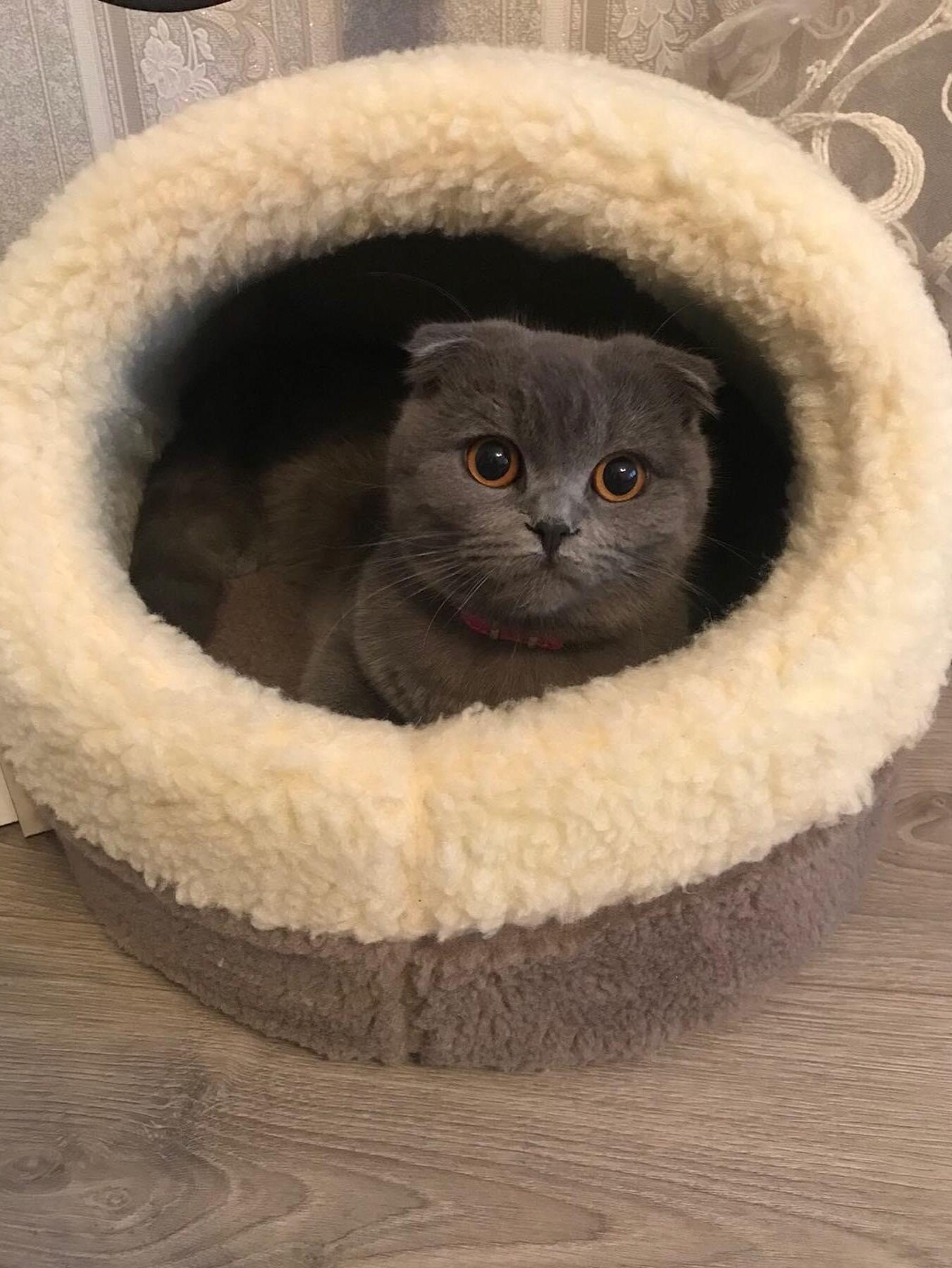 Warm Cat House, Soft Pet Cave, Cozy Sleep Bed for Small Dog, Sphinx ...